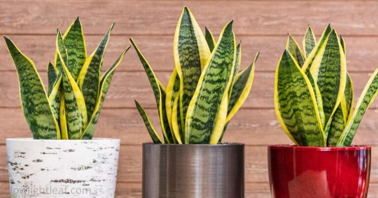 25 Snake Plant Varieties (Rare & Popular Sansevieria Types)