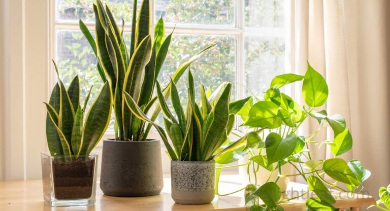 Snake Plant Light Requirements: Best Sunlight for Healthy Growth - Low ...
